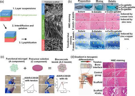 Tendonbone Interface Regeneration A Schematic Illustrations Of