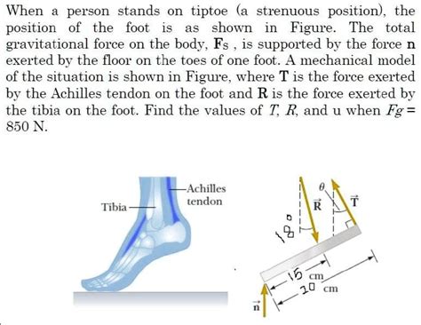Solved When Person Stands On Tiptoe A Strenuous Position The