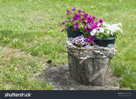Tree Stump Flower Pots Images Stock Photos Vectors Shutterstock