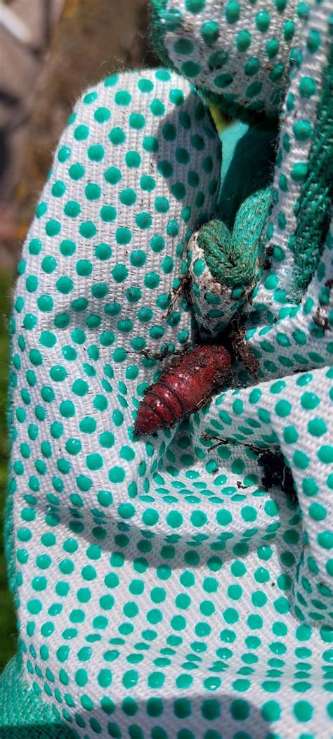 Please Help Ne Identify This Thank You R Whatsthisbug