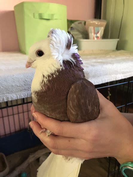 Meet Bowie Pet Pigeon Cute Pigeon Pigeon Breeds
