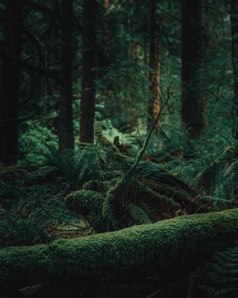 Dark Green Aesthetic Wallpapers · 220 Backgrounds 🌲🌿🥬