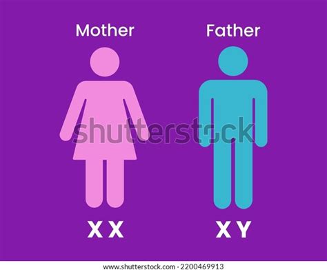 Human Sex Determination Human Reproduction Process เวกเตอรสตอก ปลอดคาลขสทธ 2200469913