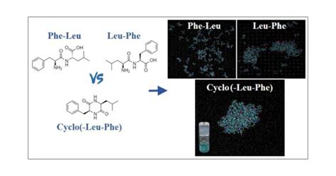 Self Assembly Of Phenylalanine Leucine Leucine Phenylalanine And
