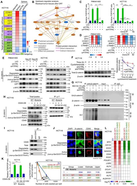 Cd45 Expression Augments The Activation Of Wntβ Catenin Signaling In