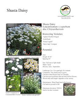 Denver Landscape Plants Shasta Daisy