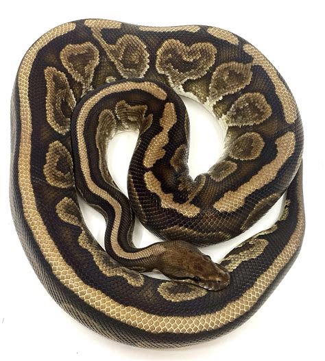Barnhart Black Pastel Specter Ball Python By Tom Barnhart Morphmarket