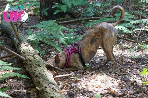 Scent Detection Scent And Track Uk