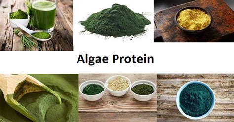What Is Algae Protein — Teletype