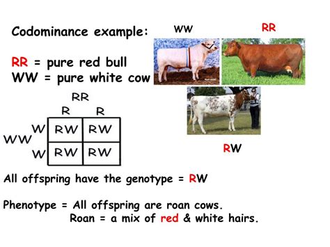 Ppt Incomplete Dominance Codominance Sex Linked And Polygenic Inheritance Powerpoint