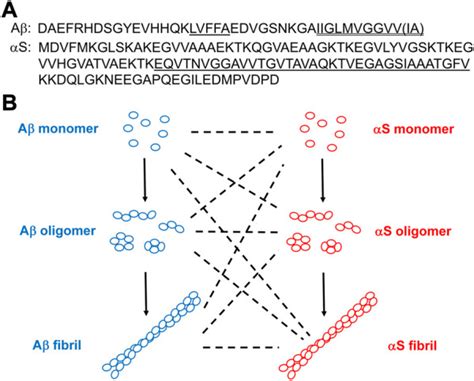 Oligomerization By Co Assembly Of β Amyloid And α Synuclein Pmc