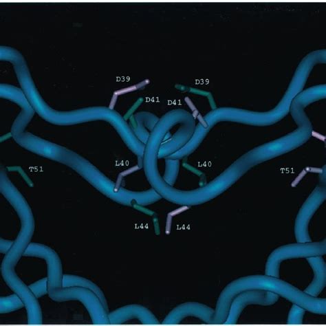 Close Up View Of The Dimerization Interface Showing Interactions Of