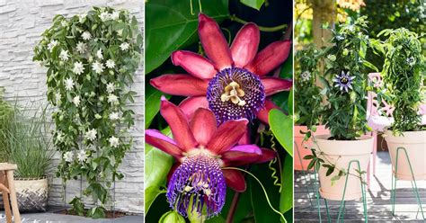 Different Types Of Passion Flowers