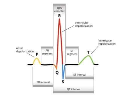 Lab 2 Bio 261 Heart And Ecg Flashcards Quizlet