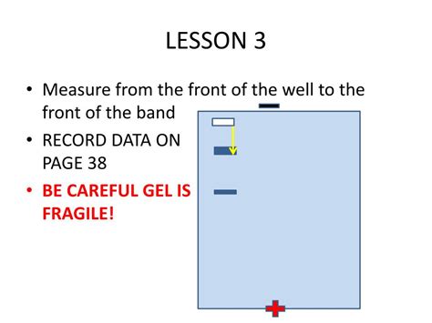 Ppt Restriction Digestion And Analysis Of Lambda Dna Powerpoint Presentation Id 1606247