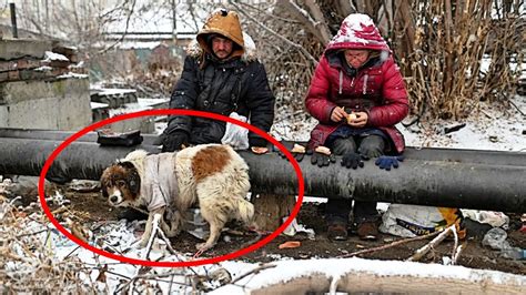 Бездомные пенсионеры с собаками жили на улице и побирались на помойках но когда пришла зима