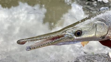 Toothy Ancient Gar Fish Get New Protections In Minnesota Mpr News