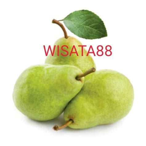 Jual Buah Impor Pear Packham Afrika Manis Renyah Fresh Pear Packam Shopee Indonesia