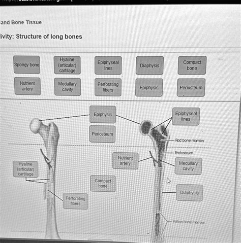 Bone Tissue Activity Structure Of Long Bones Hyaline Articular Cartilage Epiphyseal Lines