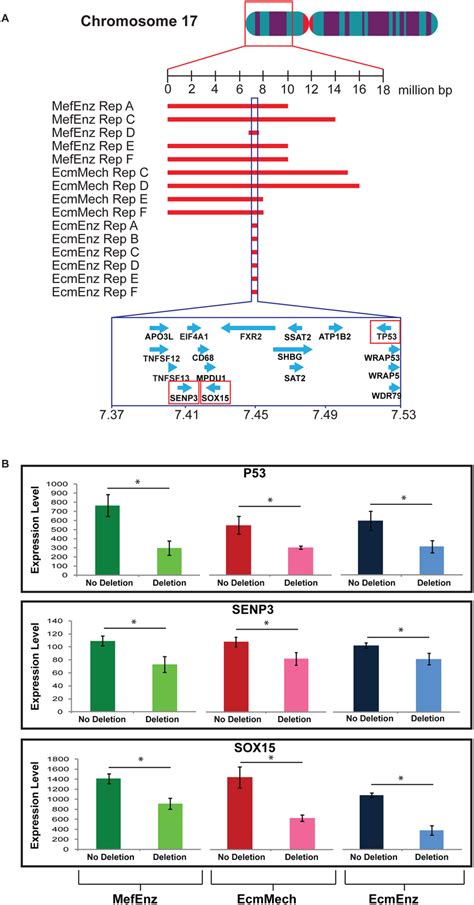 Detail Of Recurrent Deletions In Chromosome 17 A The Short Arm Of The Download Scientific