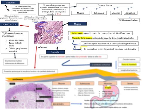 Mapa Conceptual Del Sistema Digestivo