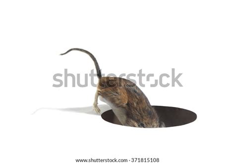 Hide Seek Mouse Photos And Images Shutterstock