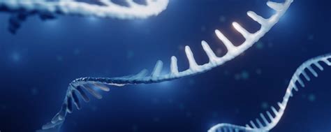 Circular Rna Exploring New Potentials Beyond The Loop Stellarix