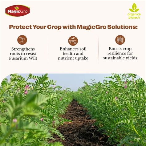 Powder Iris Leaf Spot Treatment At ₹ 722pack In Mumbai Id 2856764402862