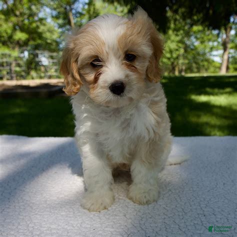 Cavapoo Puppies For Sale Under 500 Lancaster Puppies
