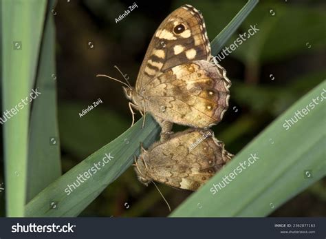 257 Imágenes Fotos De Stock Objetos En 3d Y Vectores Sobre Butterfly