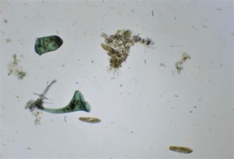 High Quality Protozoa Algae 30ml Jar Eduscience Uk Ltd