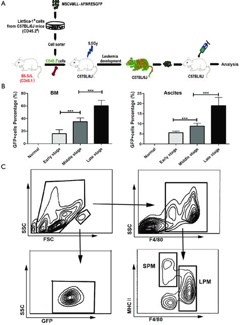 Isolation Of Lpms Large Peritoneal Macrophages In The Mll Af9 Induced Download Scientific