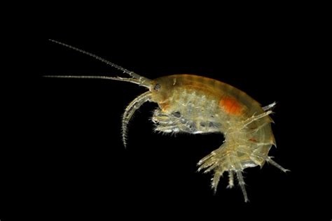 Gammarus Roeseli Alchetron The Free Social Encyclopedia