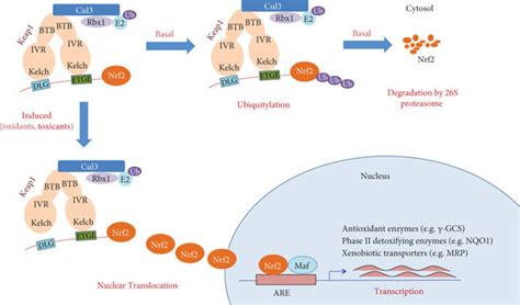 Schematic Model Of The Regulation Of The Nrf2 Signaling Pathway Under