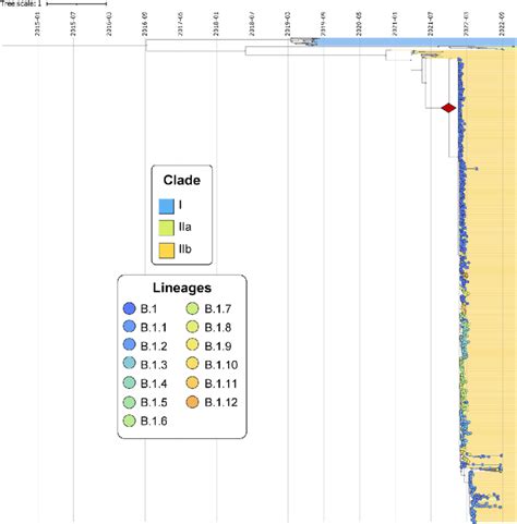 phylogenomic analysis of mpxv the figure shows the time scaled