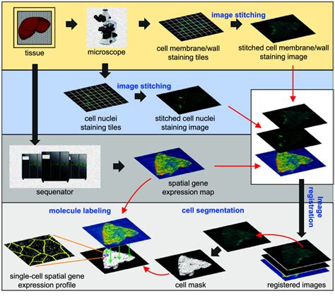 Generating Single Cell Gene Expression Profiles For High Resolution Spatial Transcriptomics