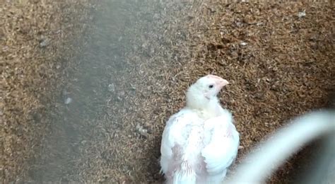 ChickenDetection Video Object Detection Dataset And Pre Trained Model