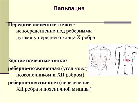 Алгоритм пальпации