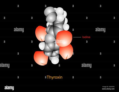 Thyroxine Hormone Molecule Computer Model Showing The Structure Of The Hormone Thyroxine T4