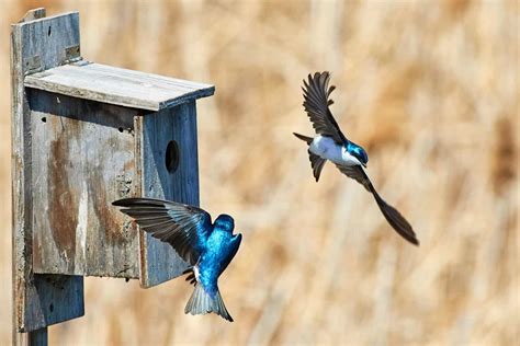 Bluebird House Placement It Only Matters If You Want Them To Use It