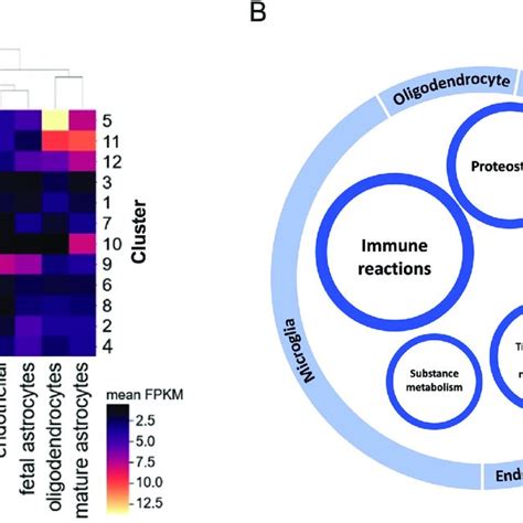 Cell Specific Gene Expression Across Clusters And Schematic Model A