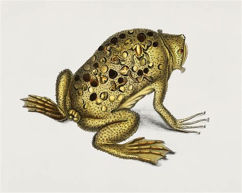 Surinam Toad Pipa Americana Illustrated Premium Psd Rawpixel
