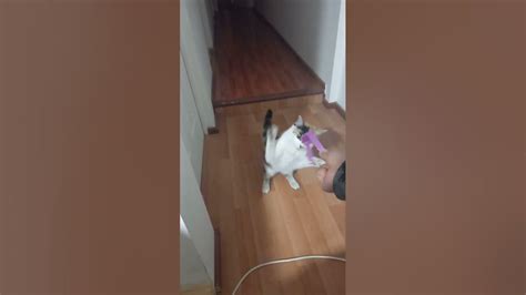 Boxing Kitty Youtube