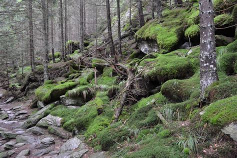 Șelimbărul A Luat Un Munte Din Vâlcea Decizie Judecătorească Definitivă