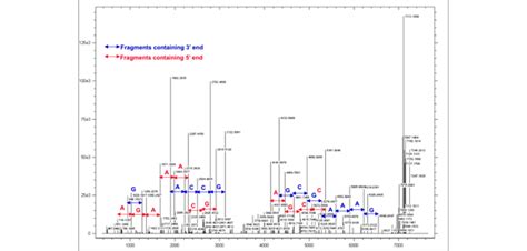 oligonucleotide sequence confirmation novatia llc