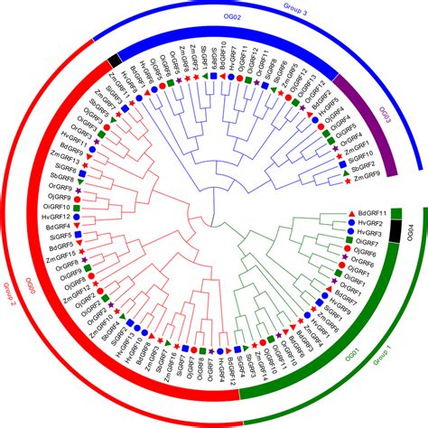 The Neighbor Joining Nj Phylogeny Tree Of The Grfs Based On Protein