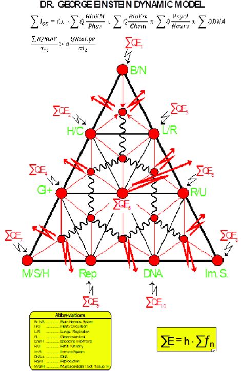 Dr George Einstein Dynamic Model Download Scientific Diagram