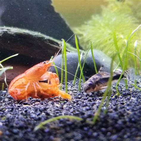 2 Of My Dwarf Crayfish Getting It On Babies Coming Soon Raquariums