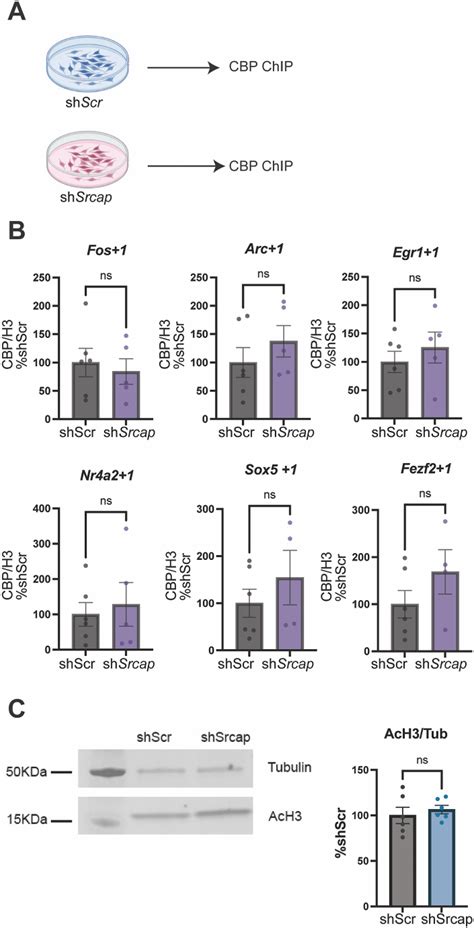 Srcap Loss Alters H2az Dependent And Neuronal Differentiation Related