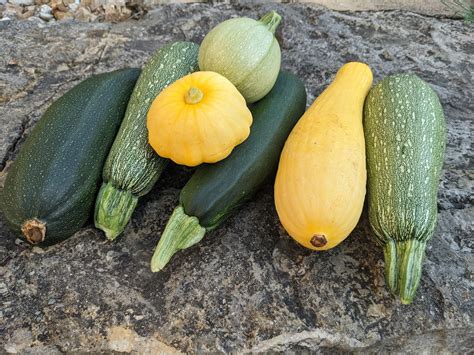 Types Of Green Squash